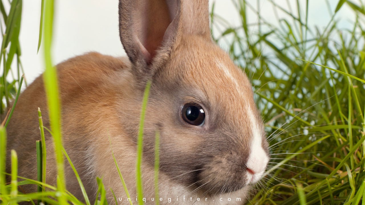 20 Gifts for Your Pet Rabbit - Unique Gifter