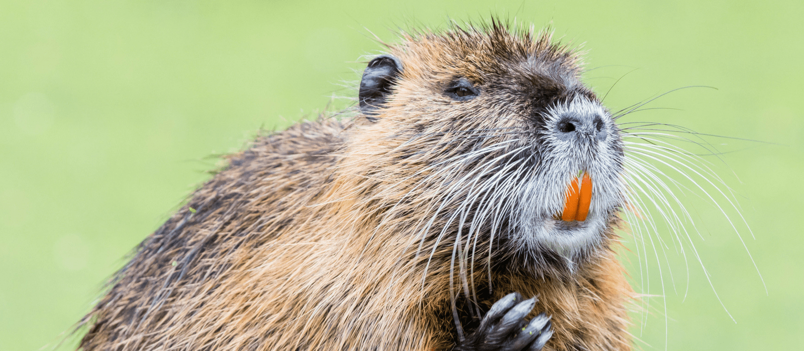 20 Gift Ideas for Beaver Lovers - Unique Gifter
