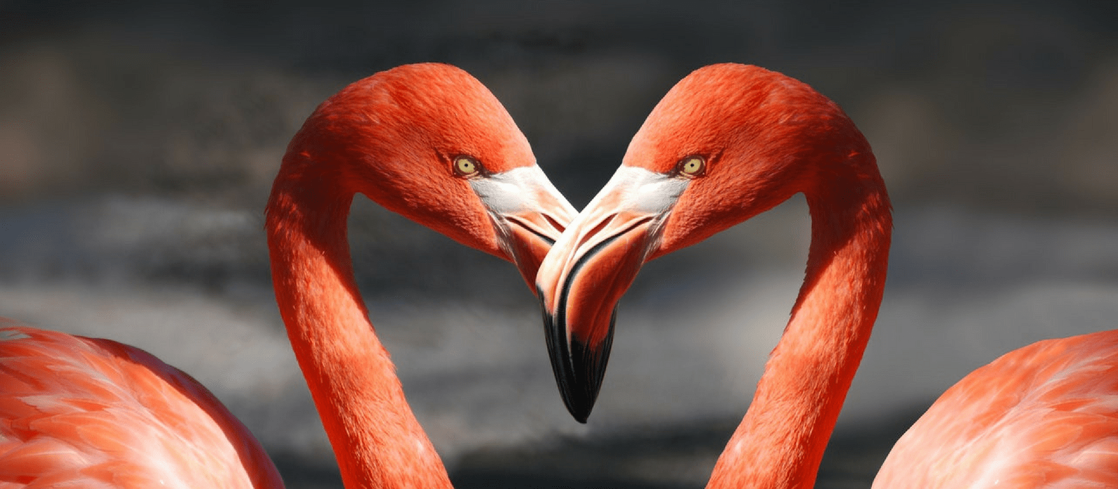 20 Gift Ideas for Flamingo Lovers - Unique Gifter