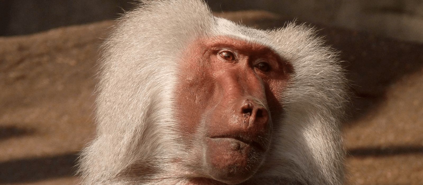 20 Gift Ideas for Baboon Lovers - Unique Gifter