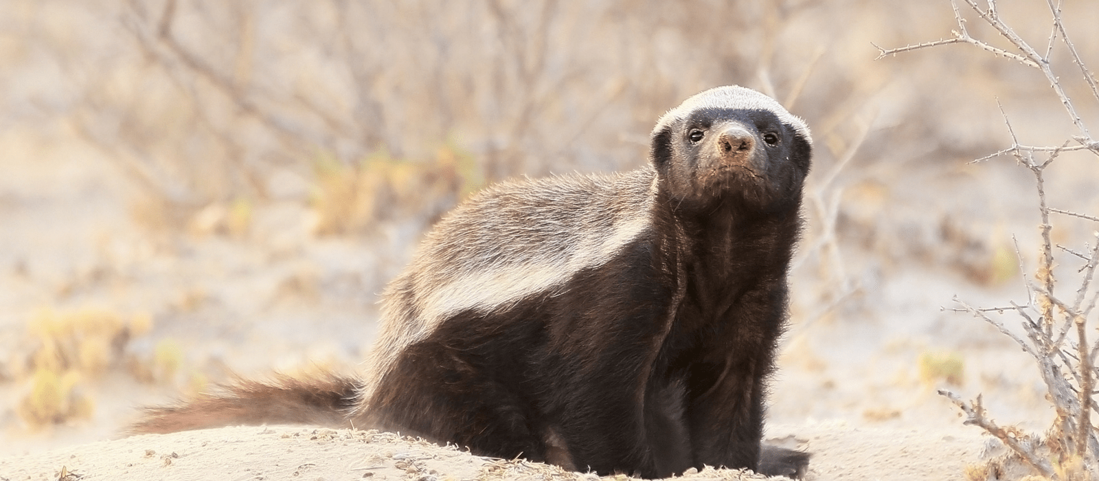 20 Gift Ideas for Badger Lovers - Unique Gifter