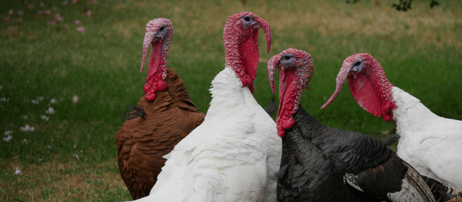 20 Gift Ideas for Turkey Lovers - Unique Gifter