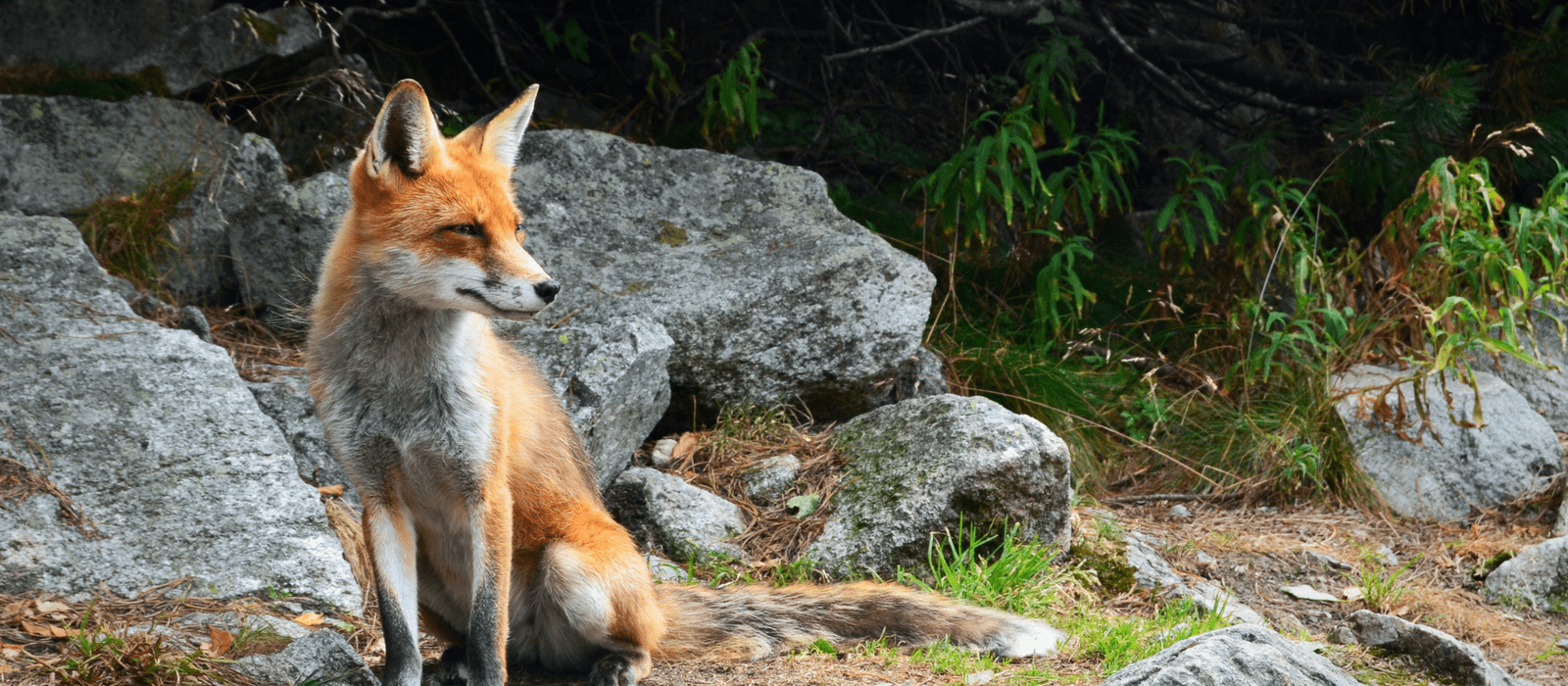 20 Gift Ideas for Fox Lovers They'll Love To Own - Unique Gifter