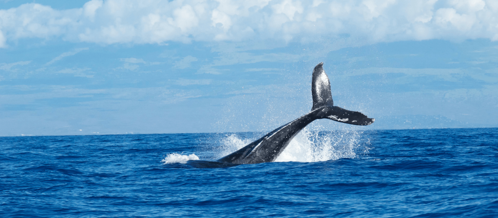 20 Gift Ideas for Whale Lovers - Unique Gifter
