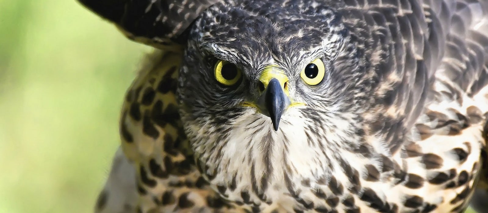 20 Gift Ideas for Falcon Lovers - Unique Gifter