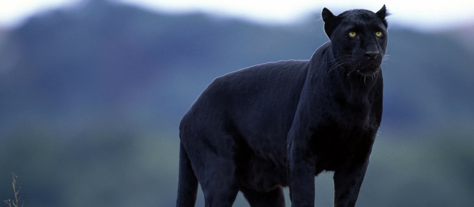 20 Gift Ideas for Panther Lovers - Unique Gifter