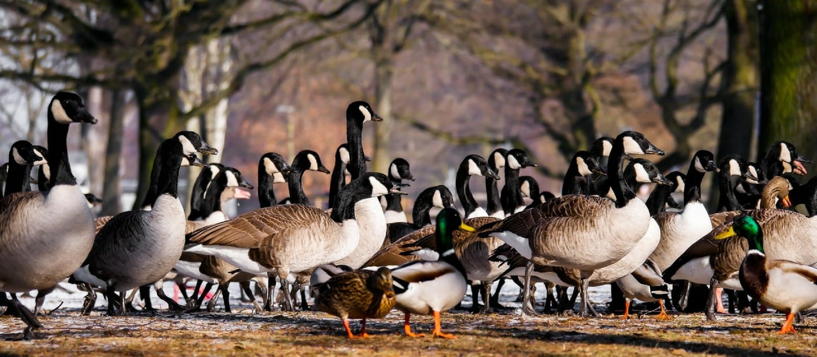 20 Gift Ideas for Goose Lovers - Unique Gifter