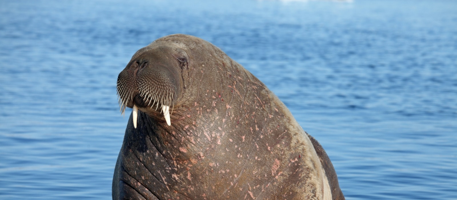 20 Gift Ideas for Walrus Lovers - Unique Gifter