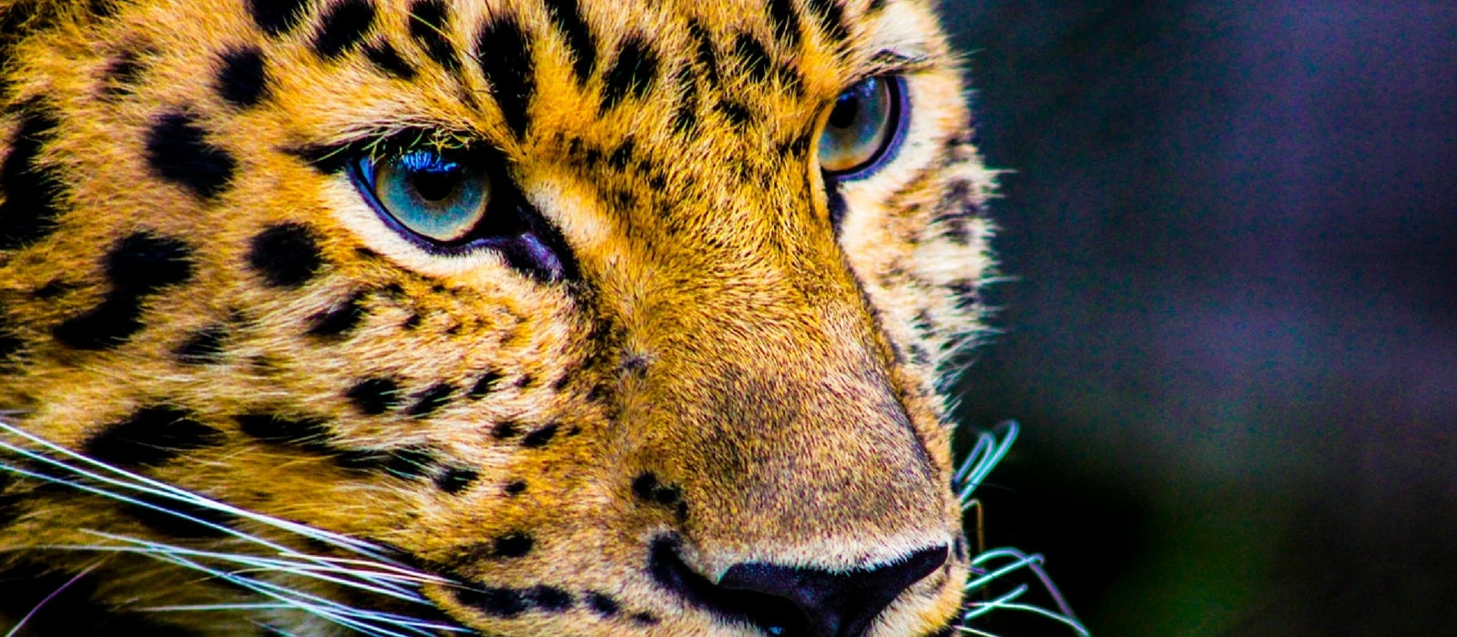 20 Gift Ideas for Leopard Lovers - Unique Gifter