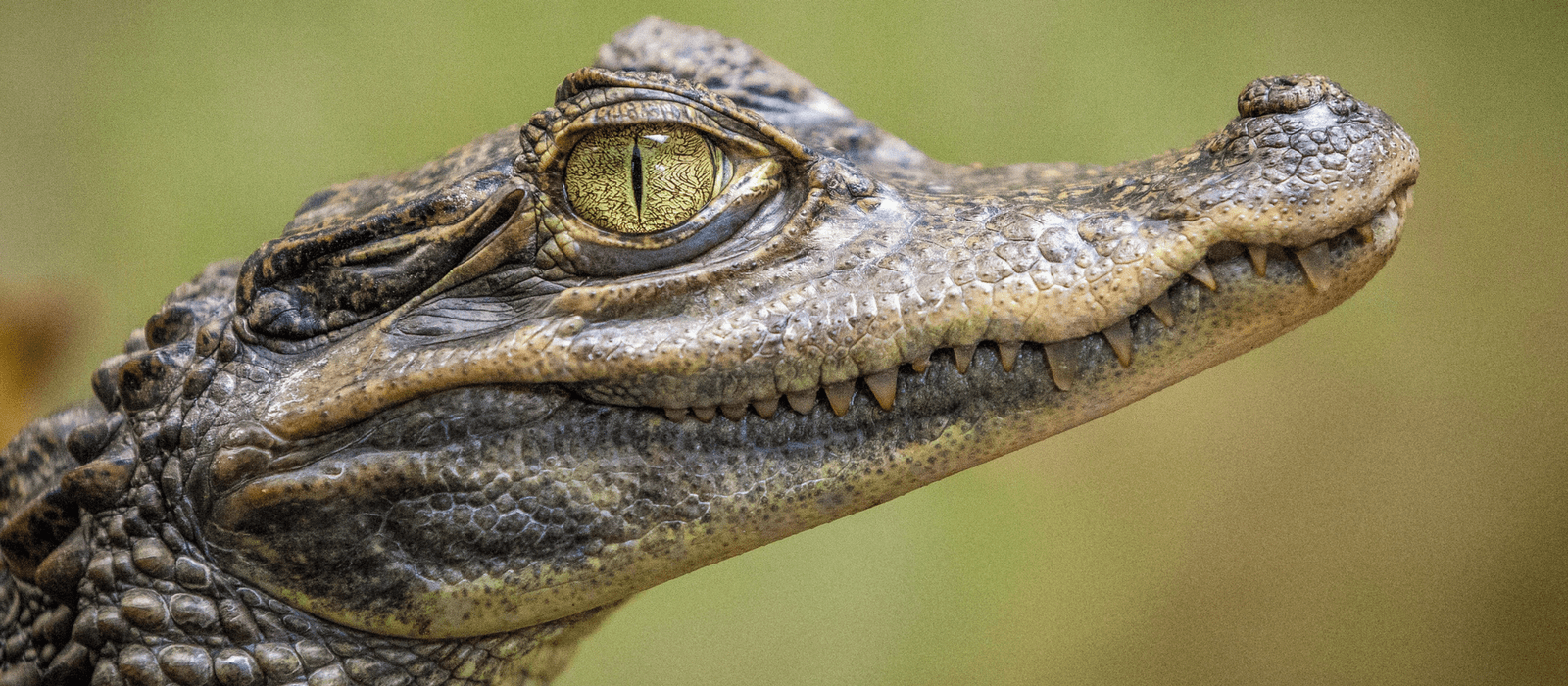 Gifts for Alligator Lovers - Unique Gifter