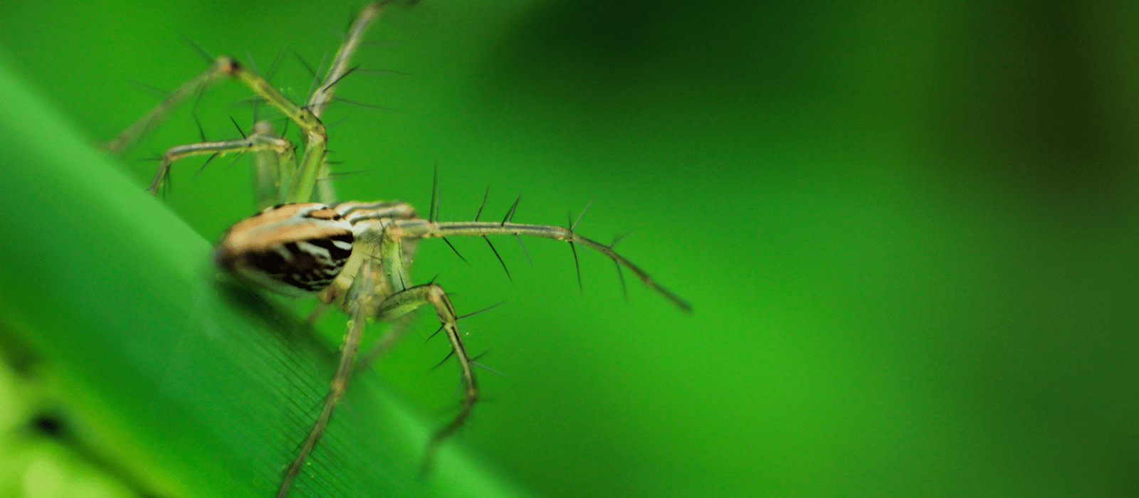 20 Gift Ideas for Spider Lovers - Unique Gifter