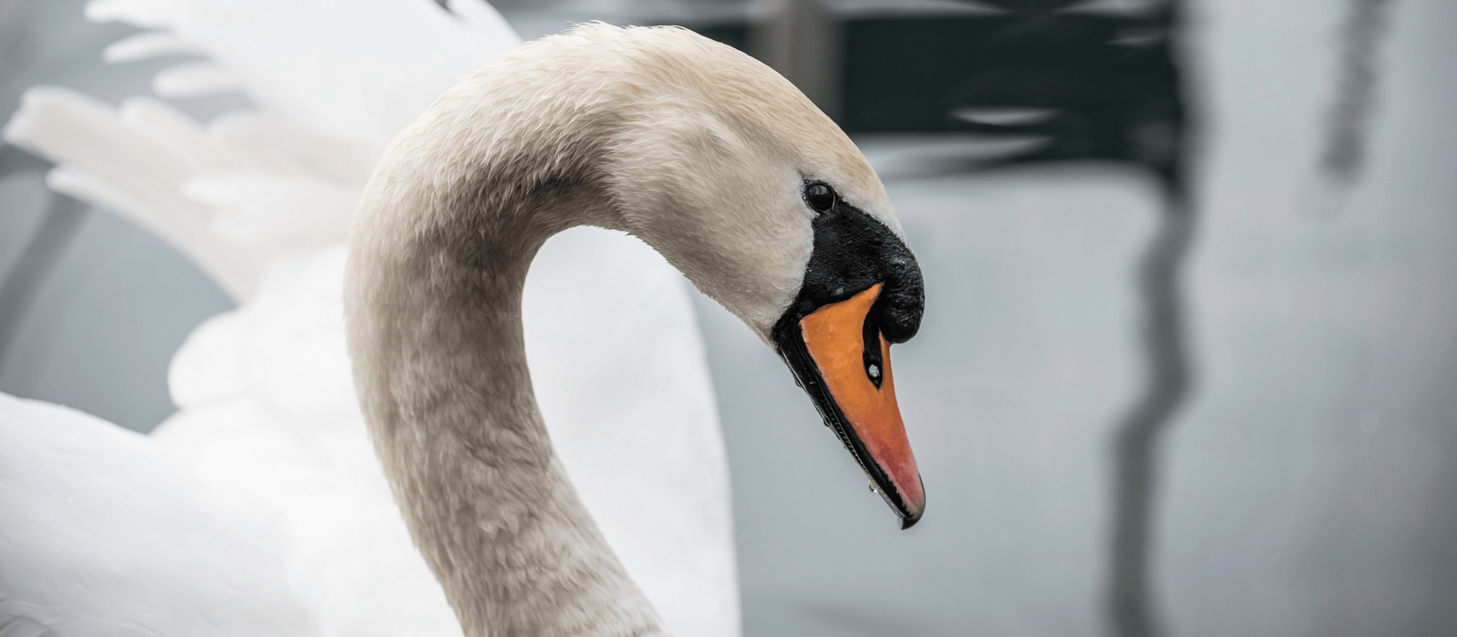 Gift Ideas for Swan Lovers - Unique Gifter