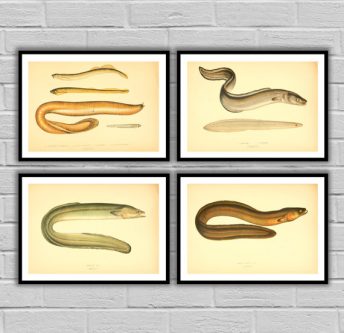 20 Gifts for Eel Lovers - Unique Gifter