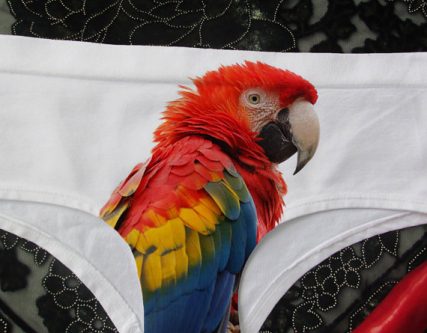 20 Gift Ideas for Parrot Lovers - Unique Gifter