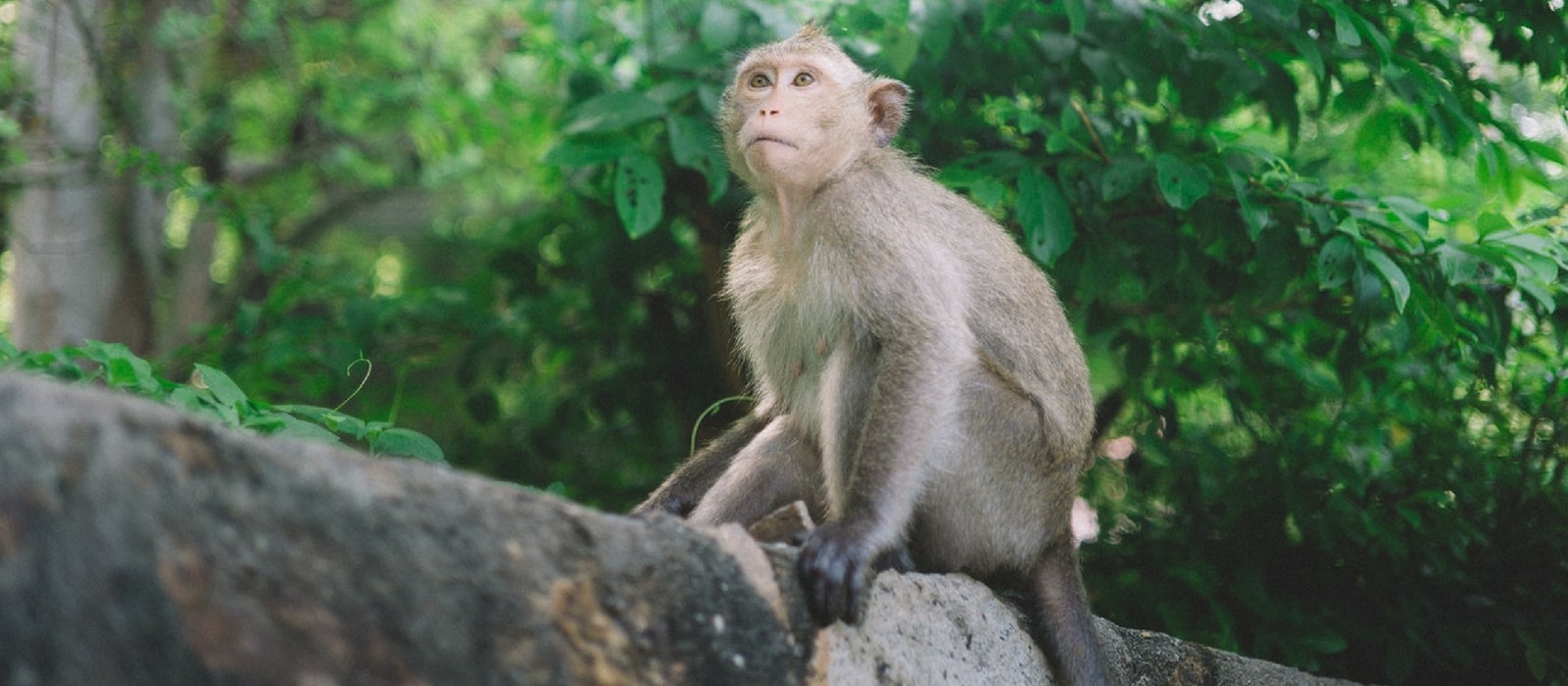 20 Gift Ideas for the Year of the Monkey - Unique Gifter