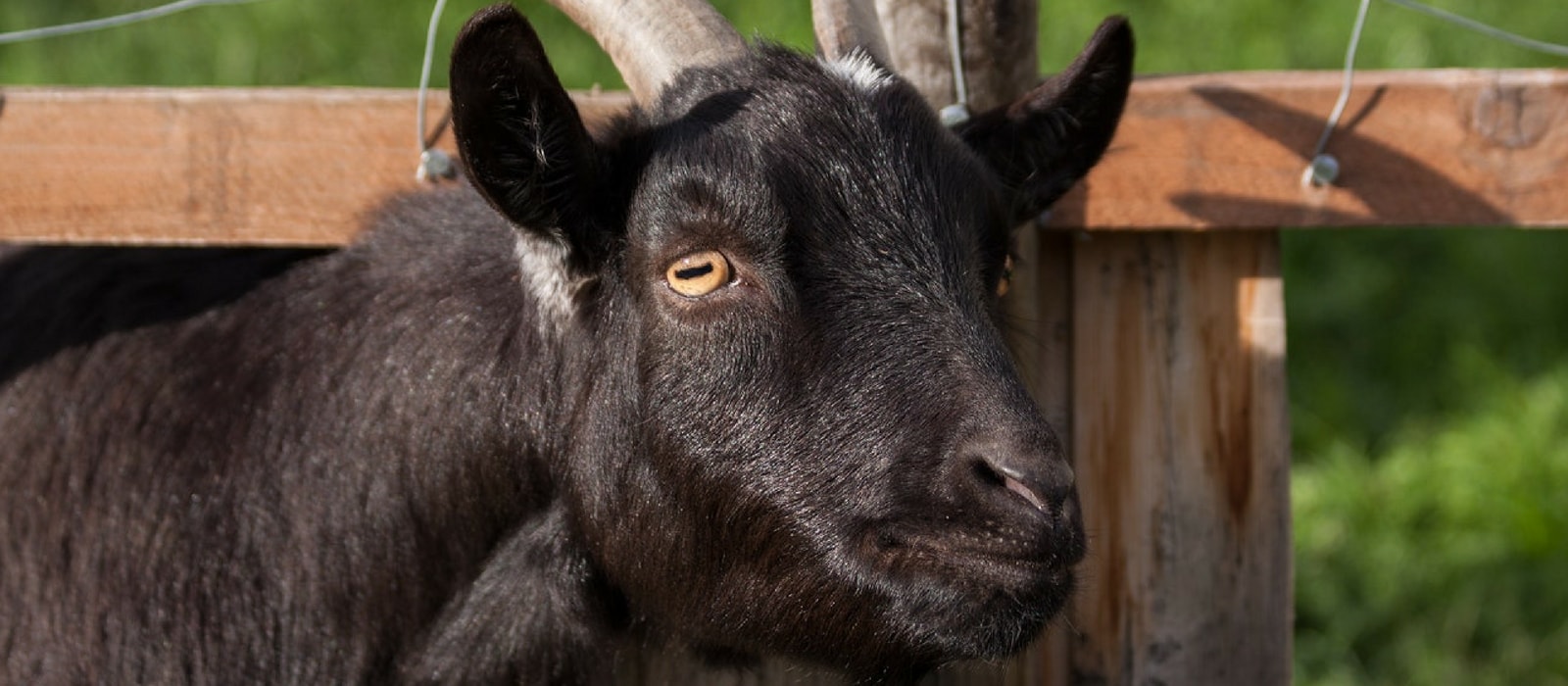 20 Gift Ideas for the Year of the Goat - Unique Gifter