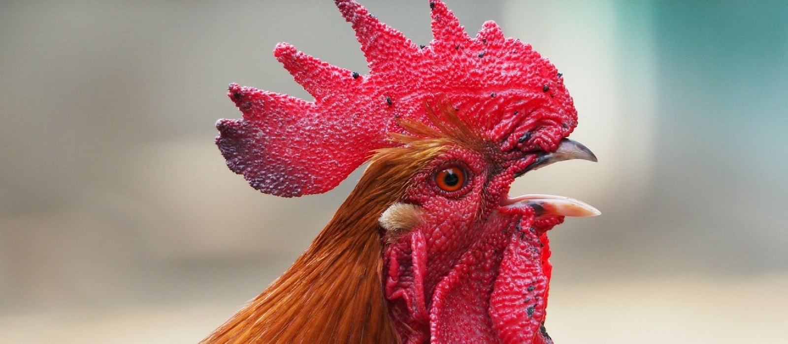 20 Gift Ideas for the Year of the Rooster - Unique Gifter