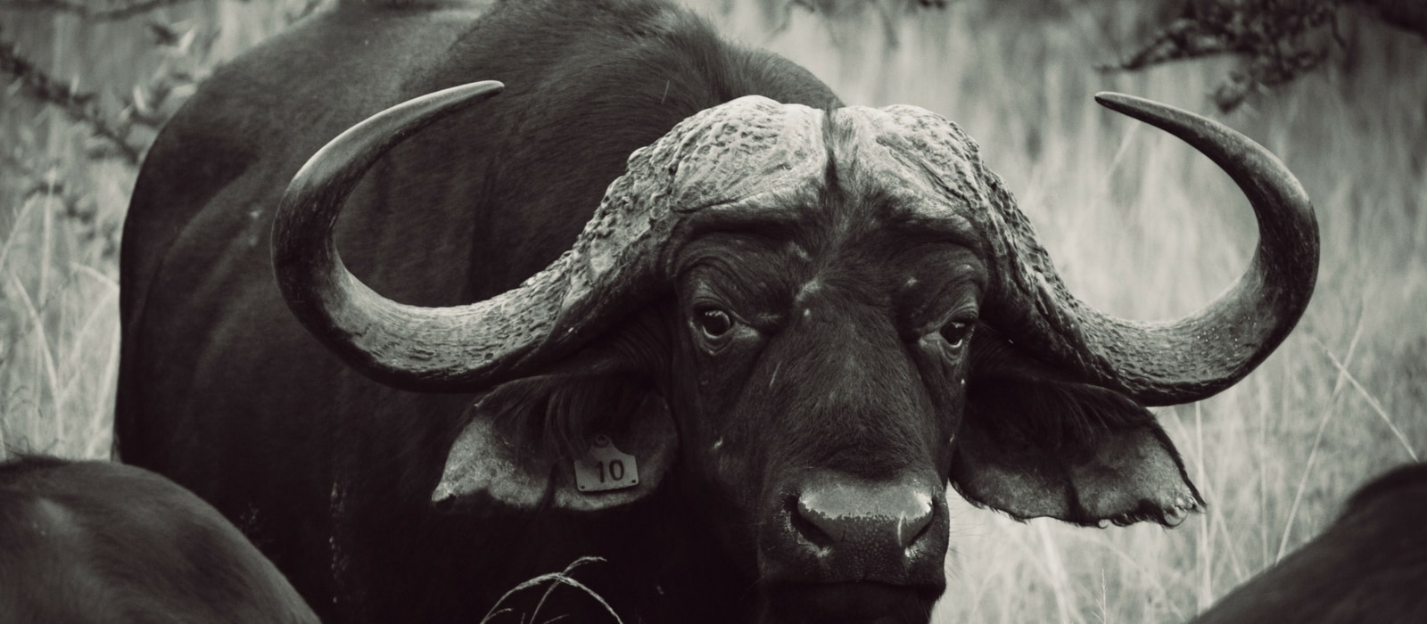 20 Gift Ideas for the Year of the Ox - Unique Gifter