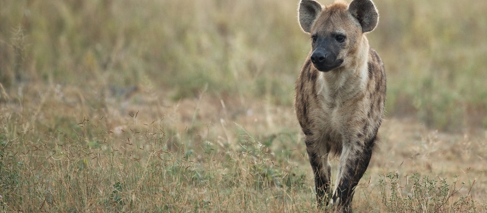 20 Gift Ideas for Hyena Lovers - Unique Gifter